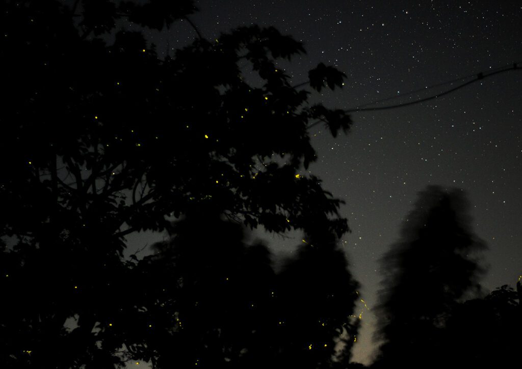 Como Ajudar os Vaga-lumes e Outros Insetos no Jardim - Super Universo ...